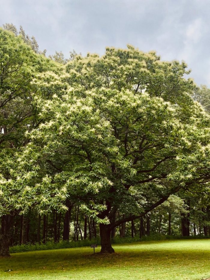 Chinese Chestnuts ~ C & C Chestnuts